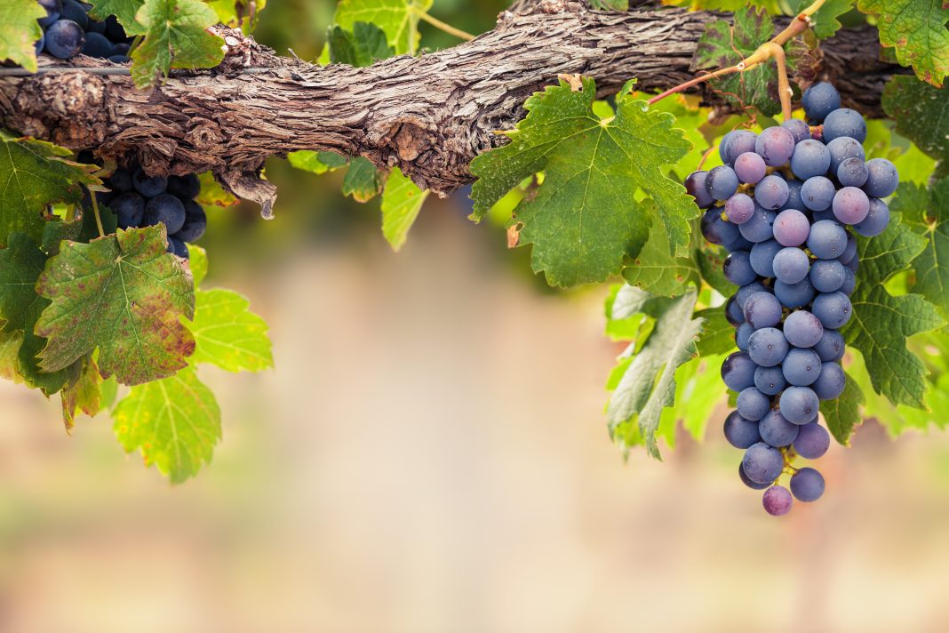 He Is the Vine, We Are the Branches - CATECHIST Magazine